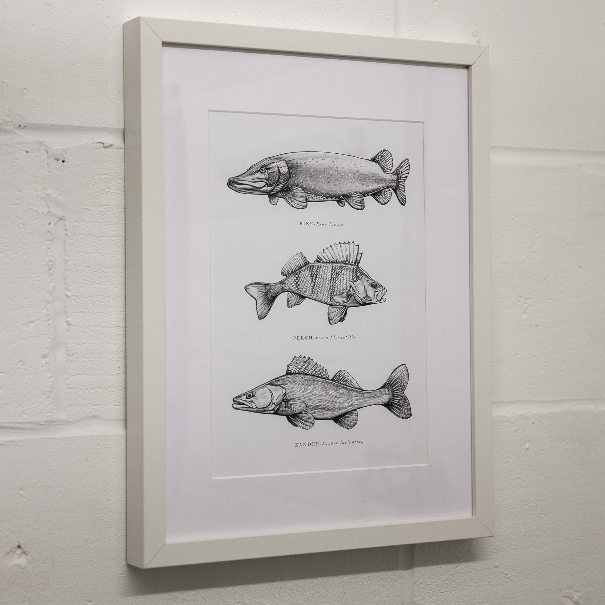 Fish Art Print