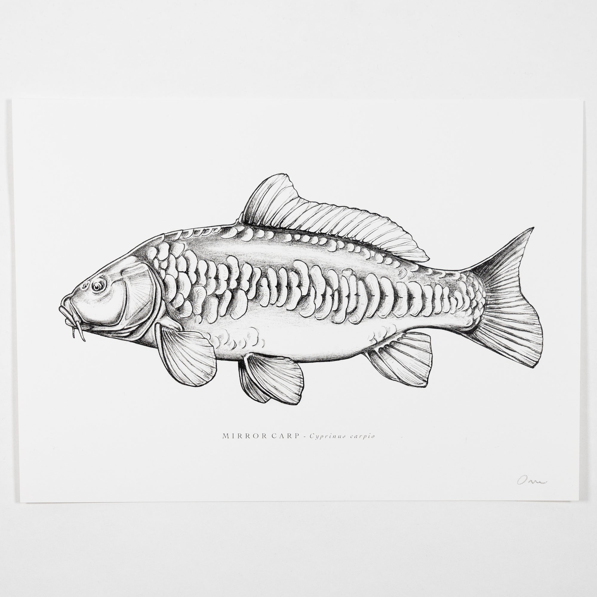 Fish Art Print